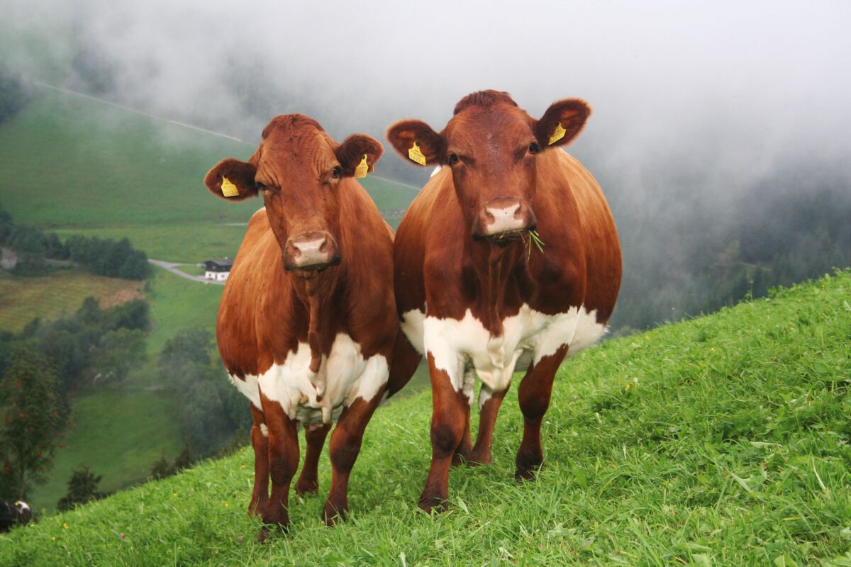 Rinderrassen - Offizielle Webseite der RINDERZUCHT AUSTRIA