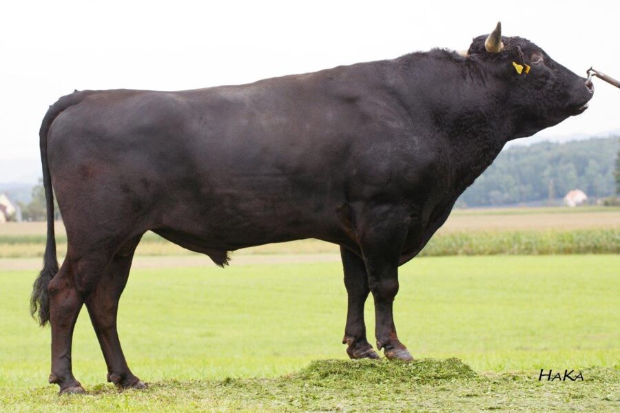 Lexikon der Rinderrassen: Wagyu - Offizielle Webseite der RINDERZUCHT ...