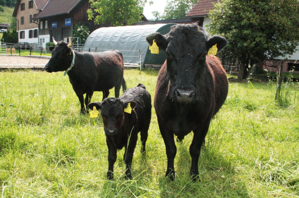 Rinderrassen - Offizielle Webseite der RINDERZUCHT AUSTRIA