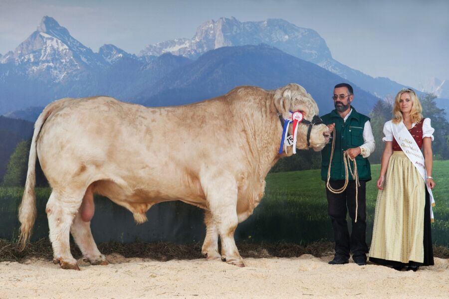 Lexikon der Rinderrassen: Charolais - Offizielle Webseite der ...