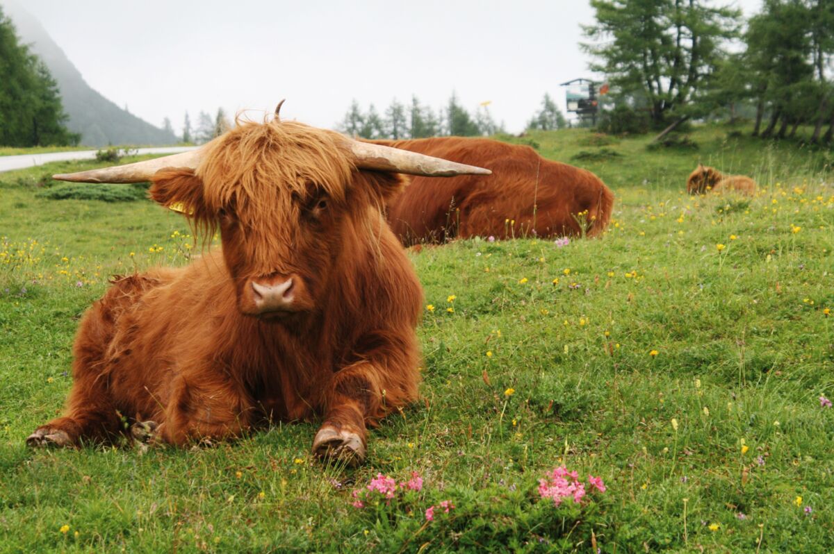 Lexikon der Rinderrassen: Schottisches Hochlandrind - Offizielle ...