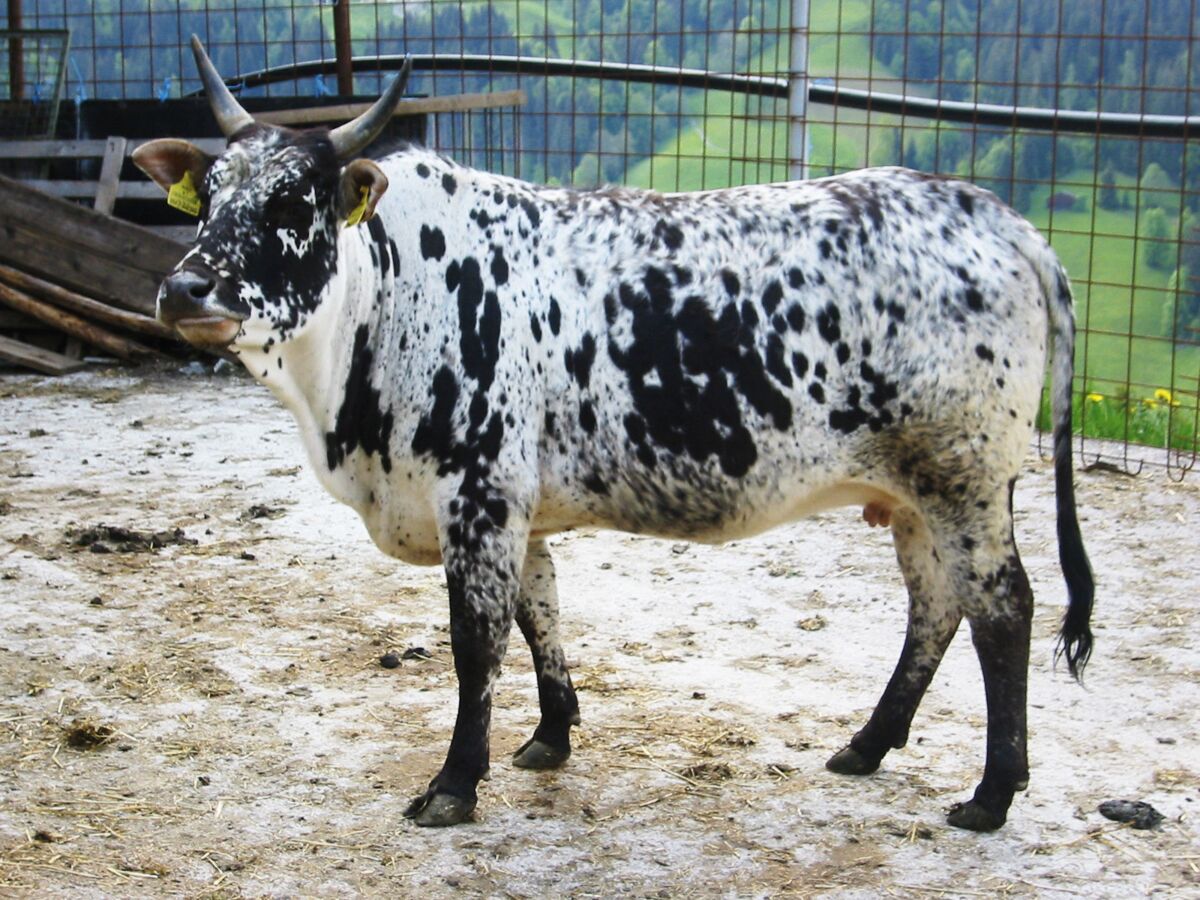 Rinderrassen - Offizielle Webseite der RINDERZUCHT AUSTRIA