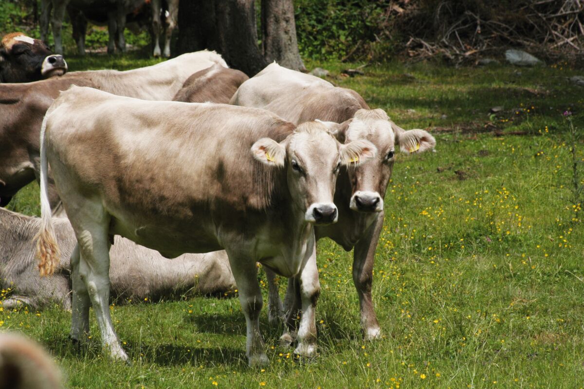 Rinderrassen - Offizielle Webseite der RINDERZUCHT AUSTRIA
