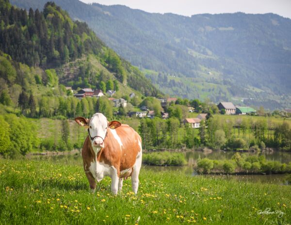 Rinderrassen - Offizielle Webseite der RINDERZUCHT AUSTRIA