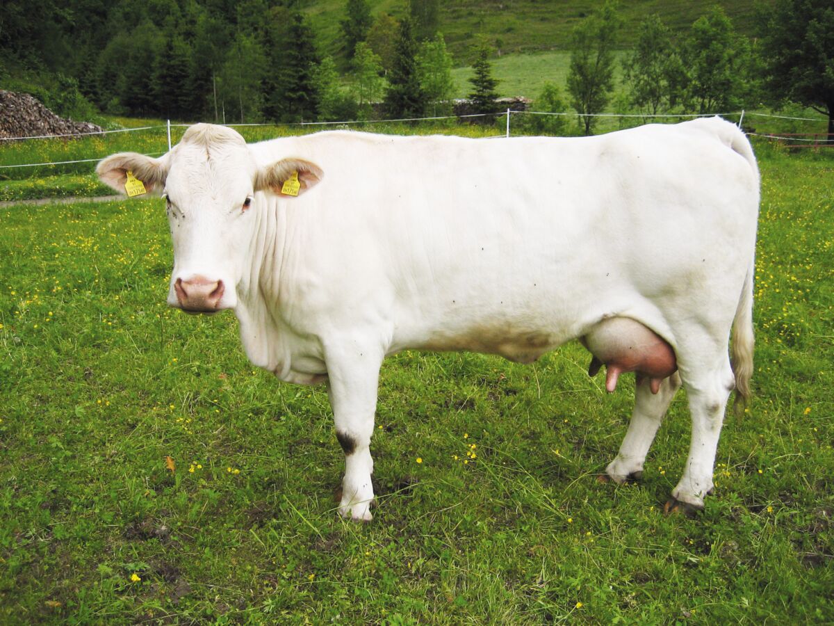 Rinderrassen - Offizielle Webseite der RINDERZUCHT AUSTRIA