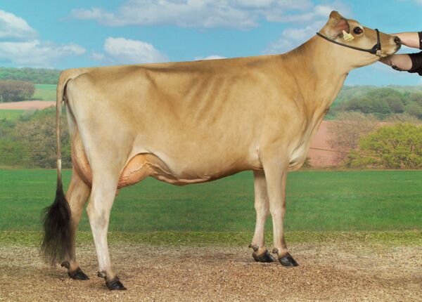 Rinderrassen - Offizielle Webseite der RINDERZUCHT AUSTRIA