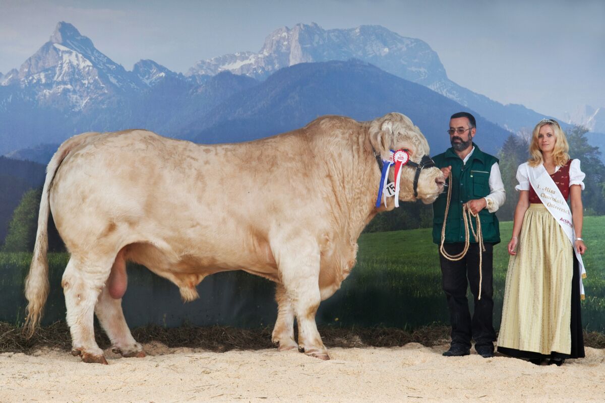 Rinderrassen - Offizielle Webseite der RINDERZUCHT AUSTRIA