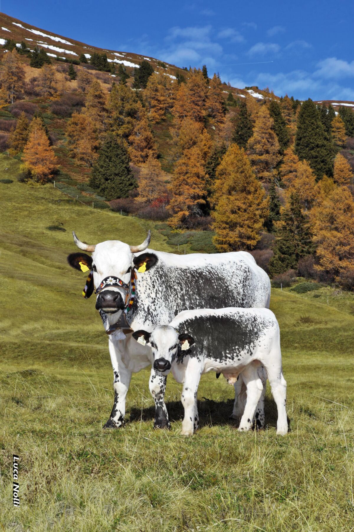 Rinderrassen - Offizielle Webseite der RINDERZUCHT AUSTRIA