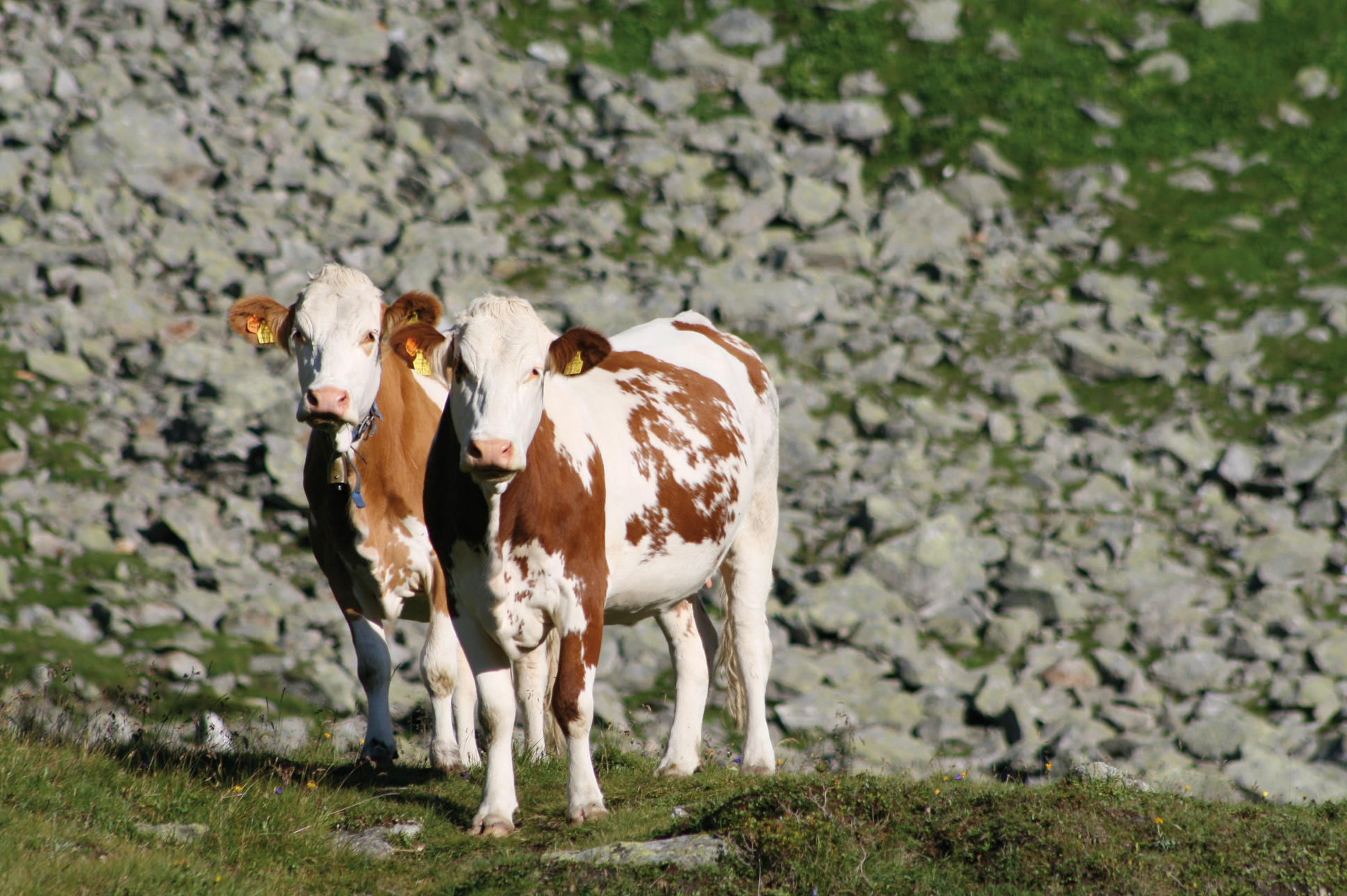 Lexikon der Rinderrassen: Fleckvieh - Offizielle Webseite der ...
